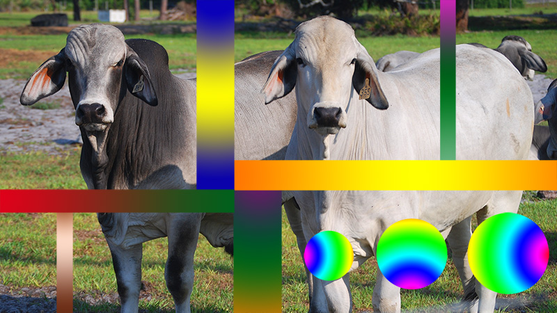 Zedman Awards | the Zedman Awards for Video